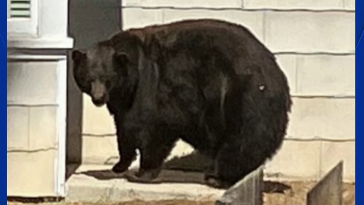 Notorious bear bandit captured near Lake Tahoe – NBC Bay Area