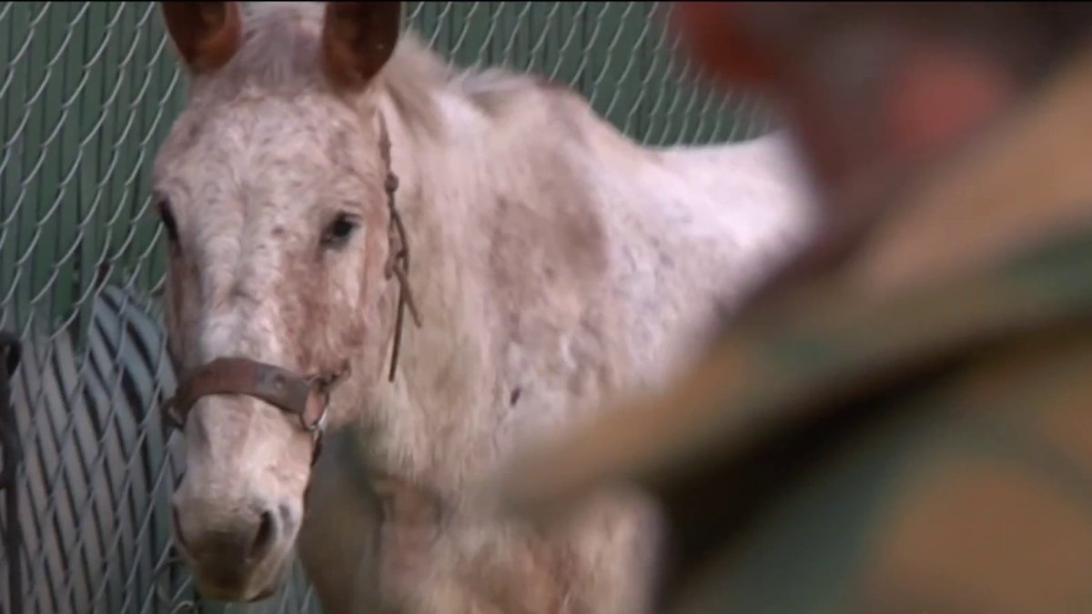 ‘Call Me Mule’ being showcased at Cinequest – NBC Bay Area