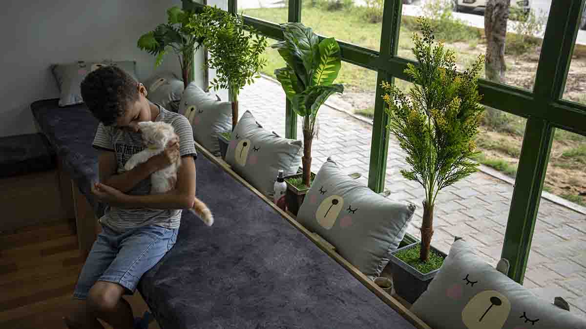 The Gaza Strip gets its first cat cafe, a cozy refuge from life under ...