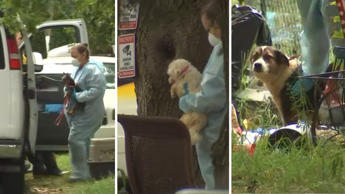 Police charge man and woman after finding child with dead dogs at home ...