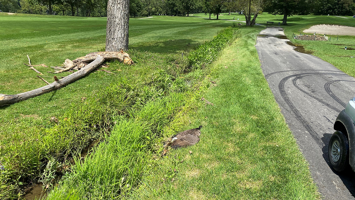 Putnam County golfer kills goose with club: SPCA – NBC Bay Area