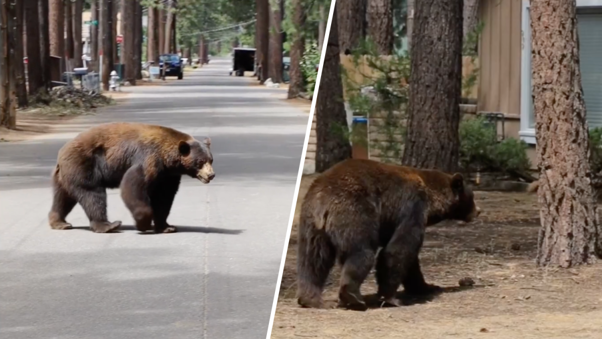 Taking a summer stroll: Video shows black bears wandering through South ...