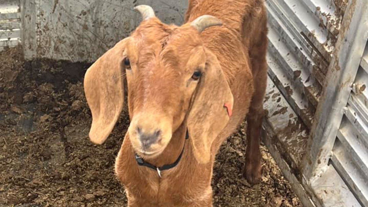 On the lam for weeks, Willie the rodeo goat has been found – NBC Bay Area