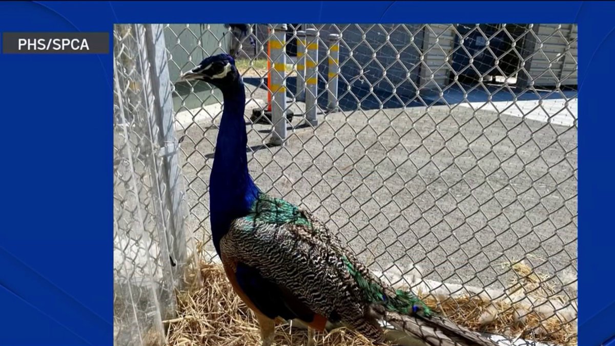 Peacock recently rescued in East Palo Alto up for adoption – NBC Bay Area