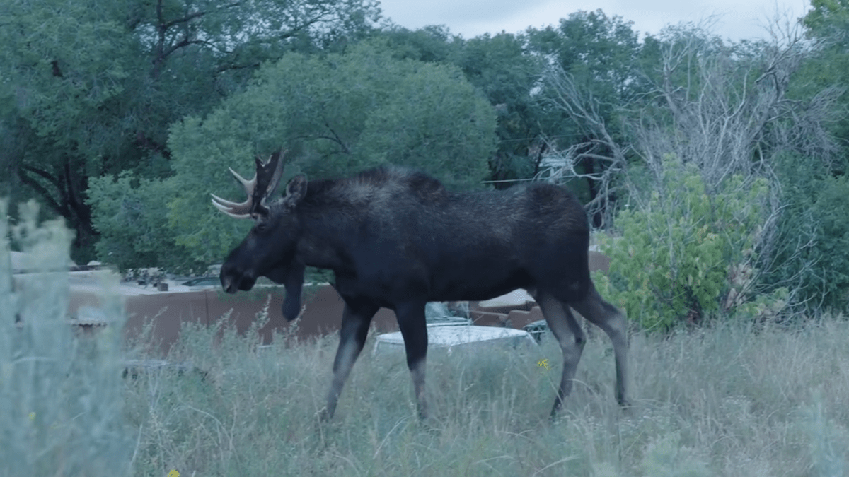 Bull moose captured in downtown Santa Fe – NBC Bay Area