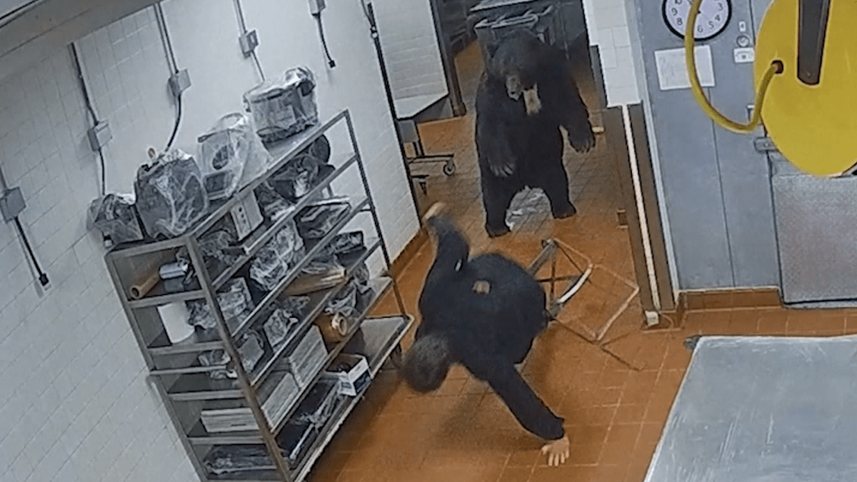 WATCH: Bear enters kitchen at Colorado hotel – NBC Bay Area
