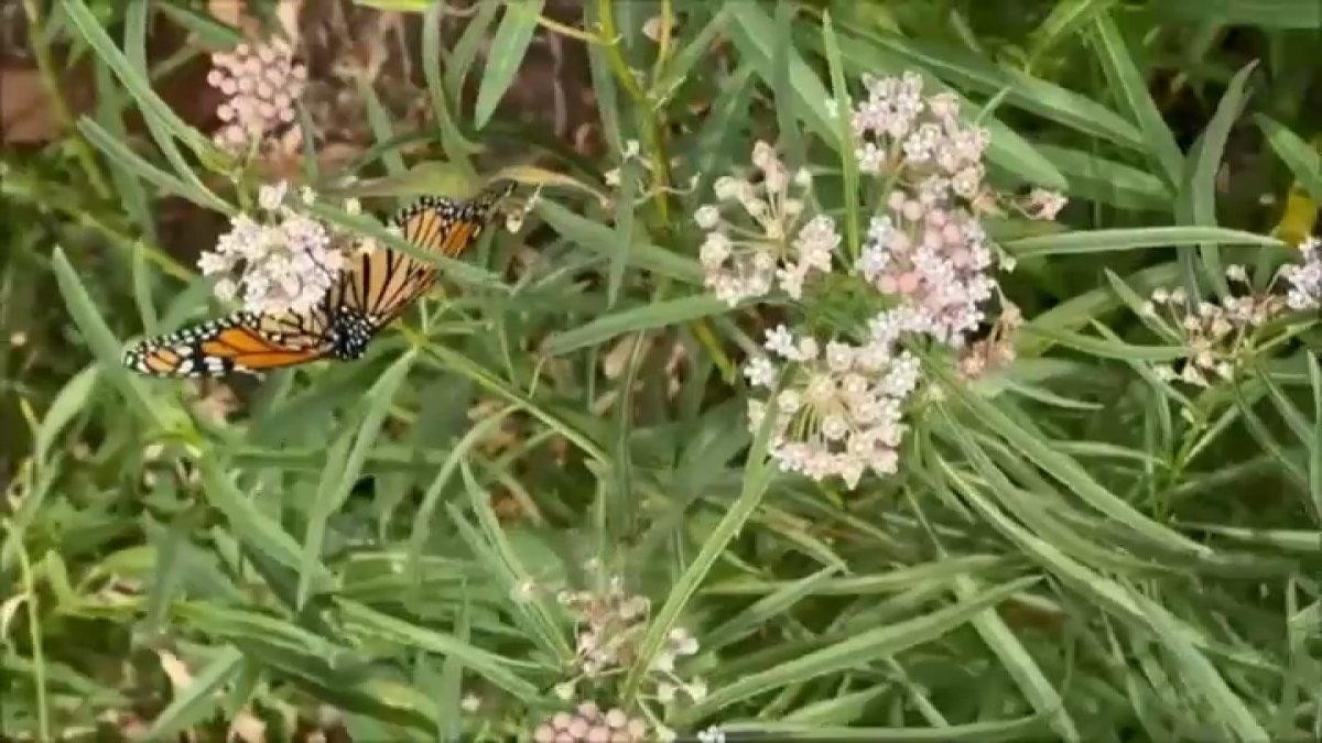 Climate in Crisis: Monarch butterfly conservation – NBC Bay Area
