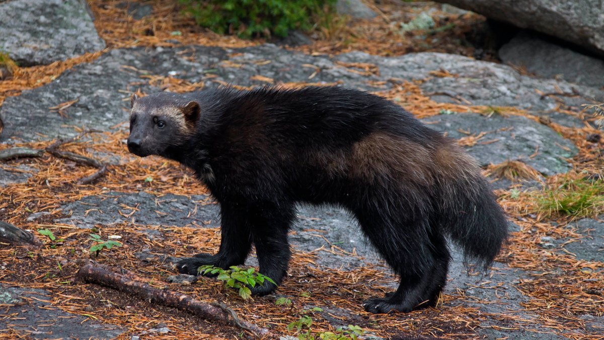 US moves to protect wolverines as climate change threatens extinction ...