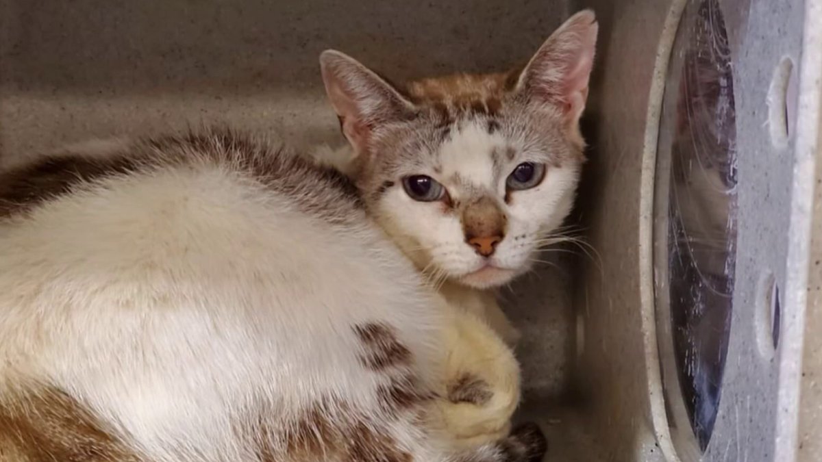 Over 70 cats discovered living in filth in Fremont home – NBC Bay Area