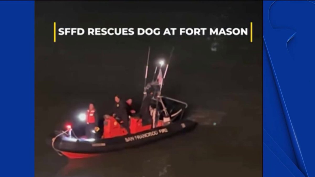 Dog rescued after 80-foot fall at Fort Mason – NBC Bay Area
