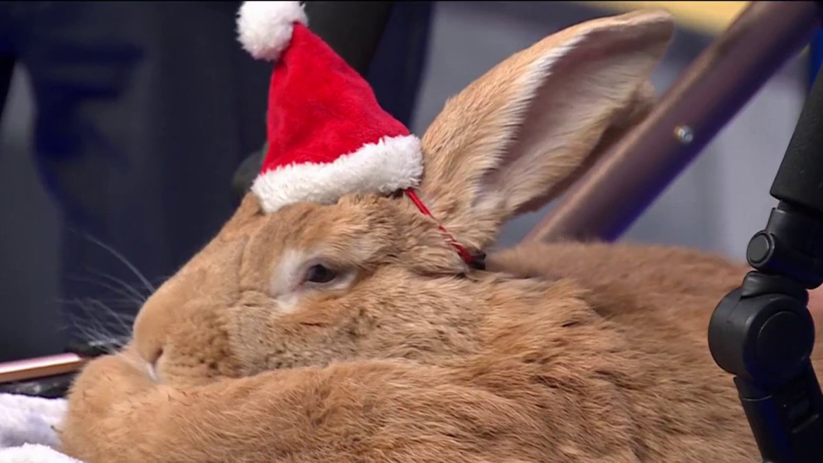 Get to know Alex the therapy bunny – NBC Bay Area