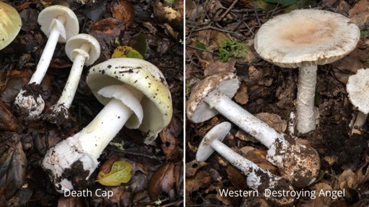 East Bay Regional Park District puts out its annual wild mushroom ...