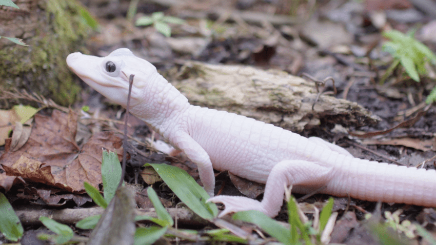 leucistic alligator