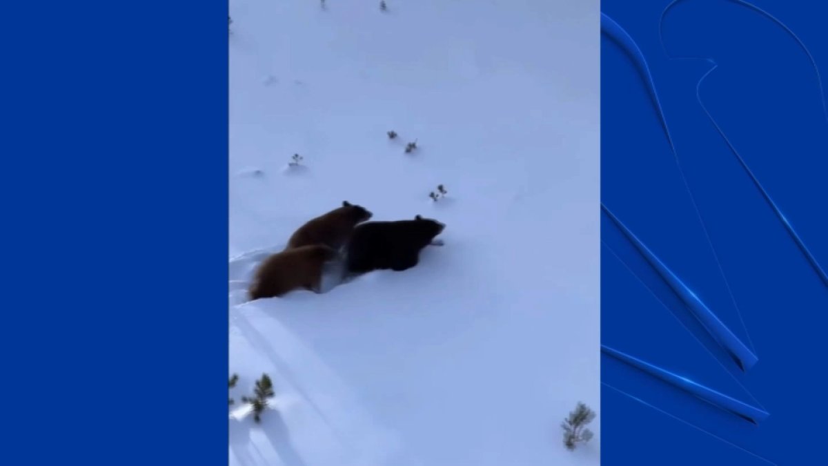 Watch: Bears walk through snow beneath ski lift at Lake Tahoe resort ...