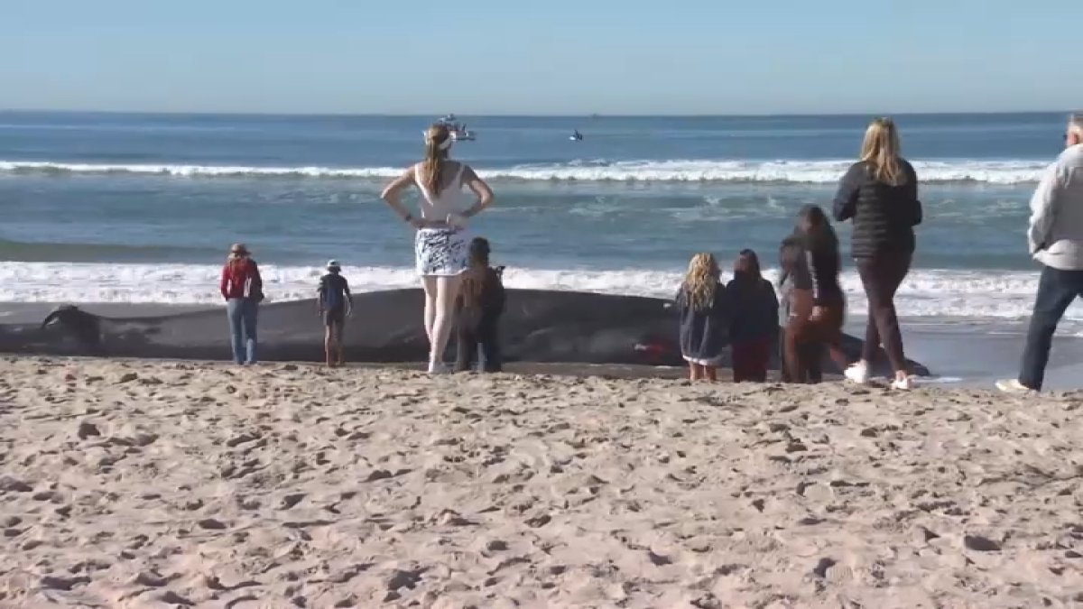 52-ft. whale washes ashore on Pacific Beach in San Diego; NOAA researchers investigating – NBC ...