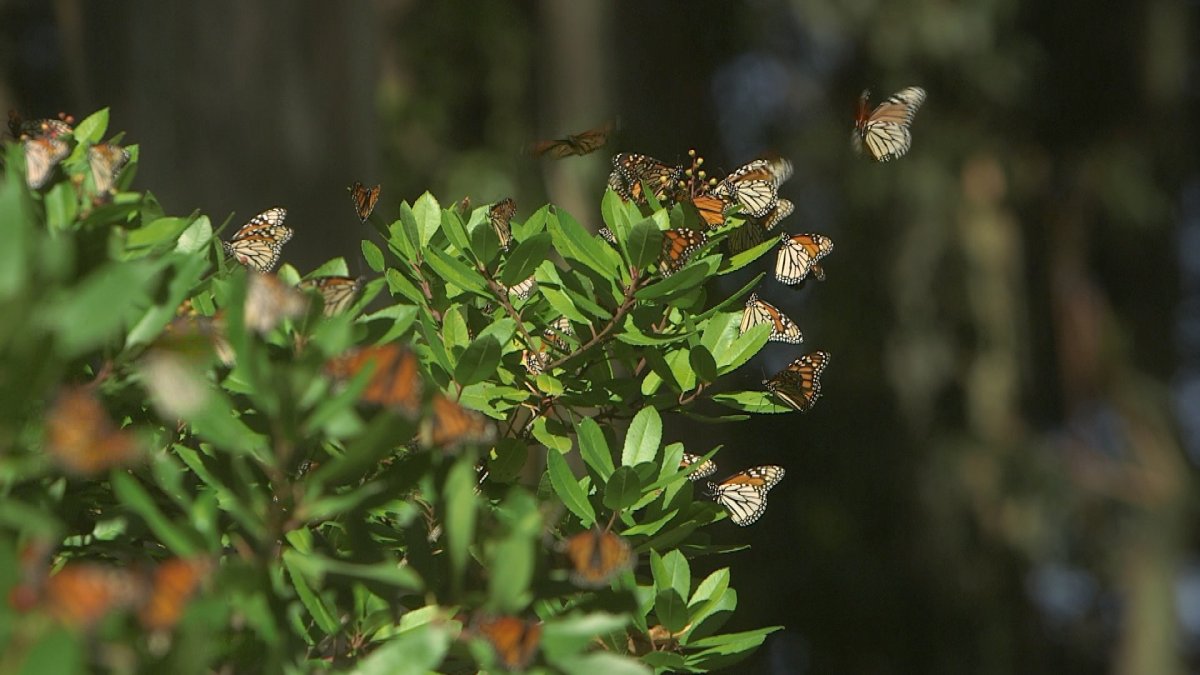 Bolinas’ monarch butterfly population returns through challenging times ...