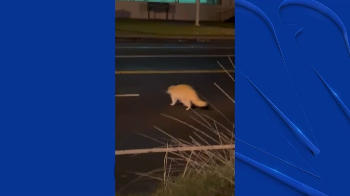 Rare albino raccoon spotted in Oakland – NBC Bay Area