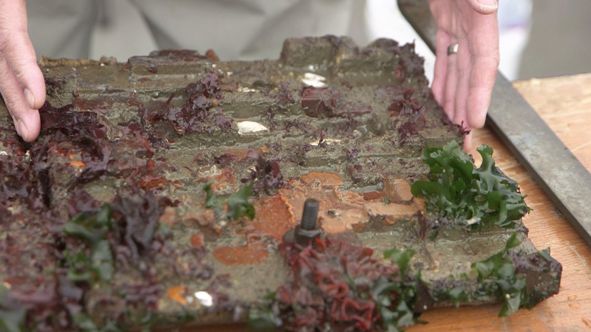 New study looks at whether SF seawall could be creature-friendly – NBC ...