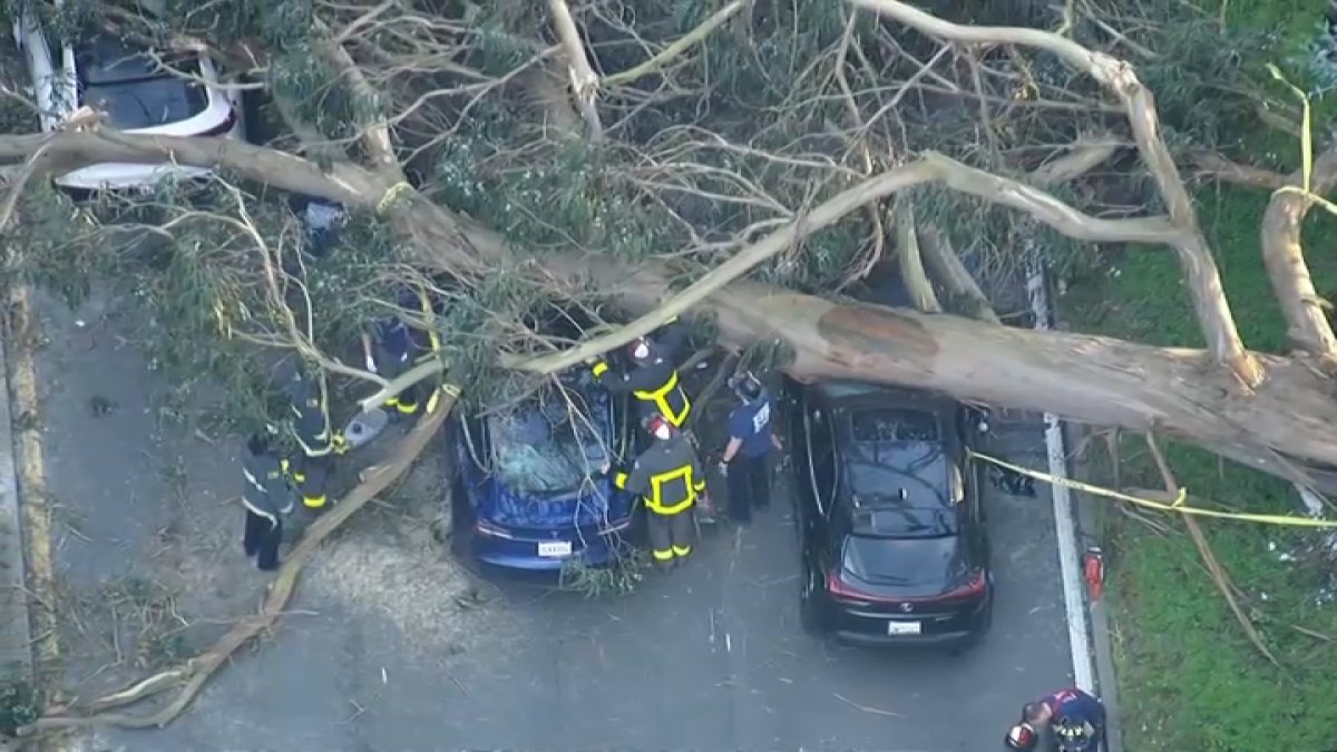 Investigation into large tree falling on cars in San Francisco – NBC ...