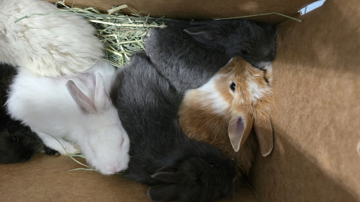 Foster homes desperately needed for Granada Hills rabbits – NBC Bay Area