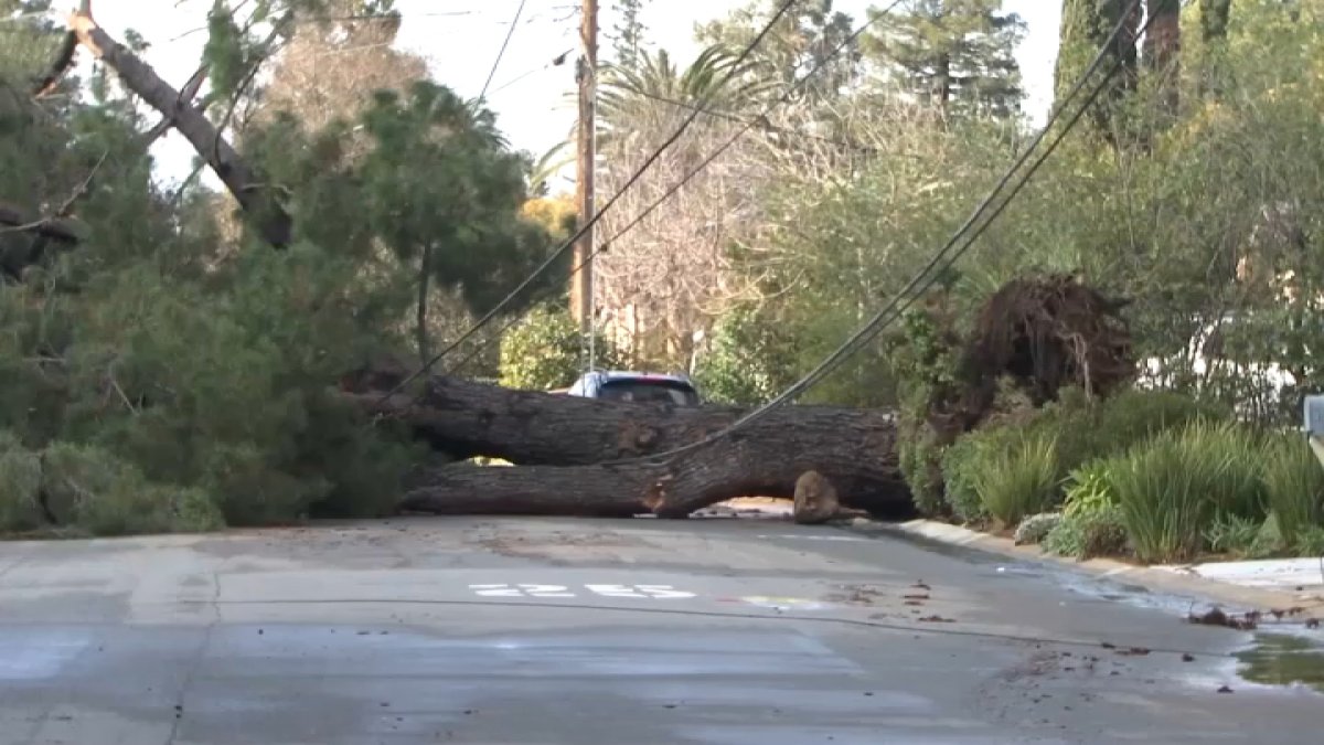 Large tree falls in Los Altos neighborhood, cutting off power and water ...