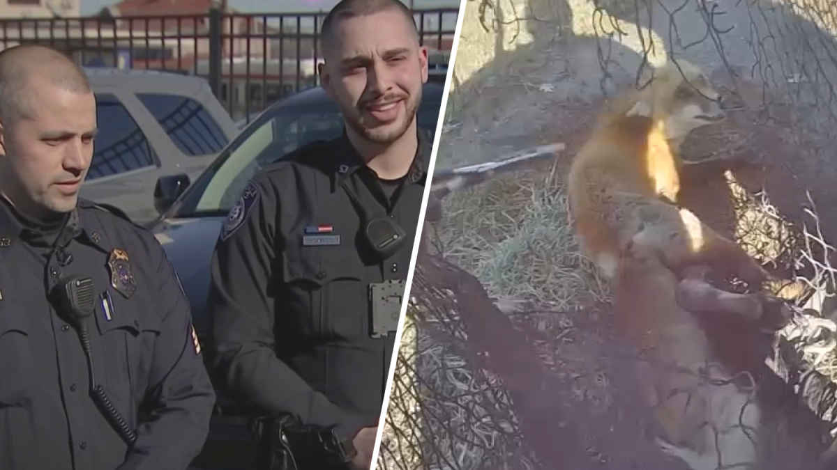 Video: ‘The Fox Whisperer,’ fellow cop free fox – NBC Bay Area