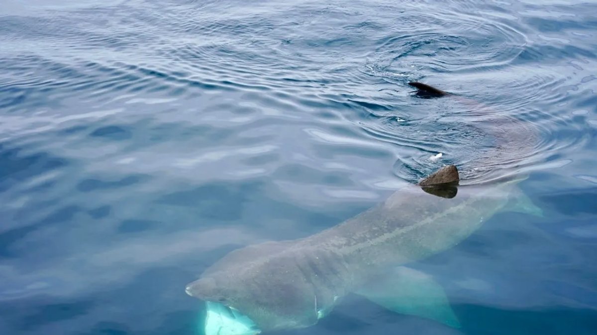Rare basking sharks spotted off Ventura coast – NBC Bay Area