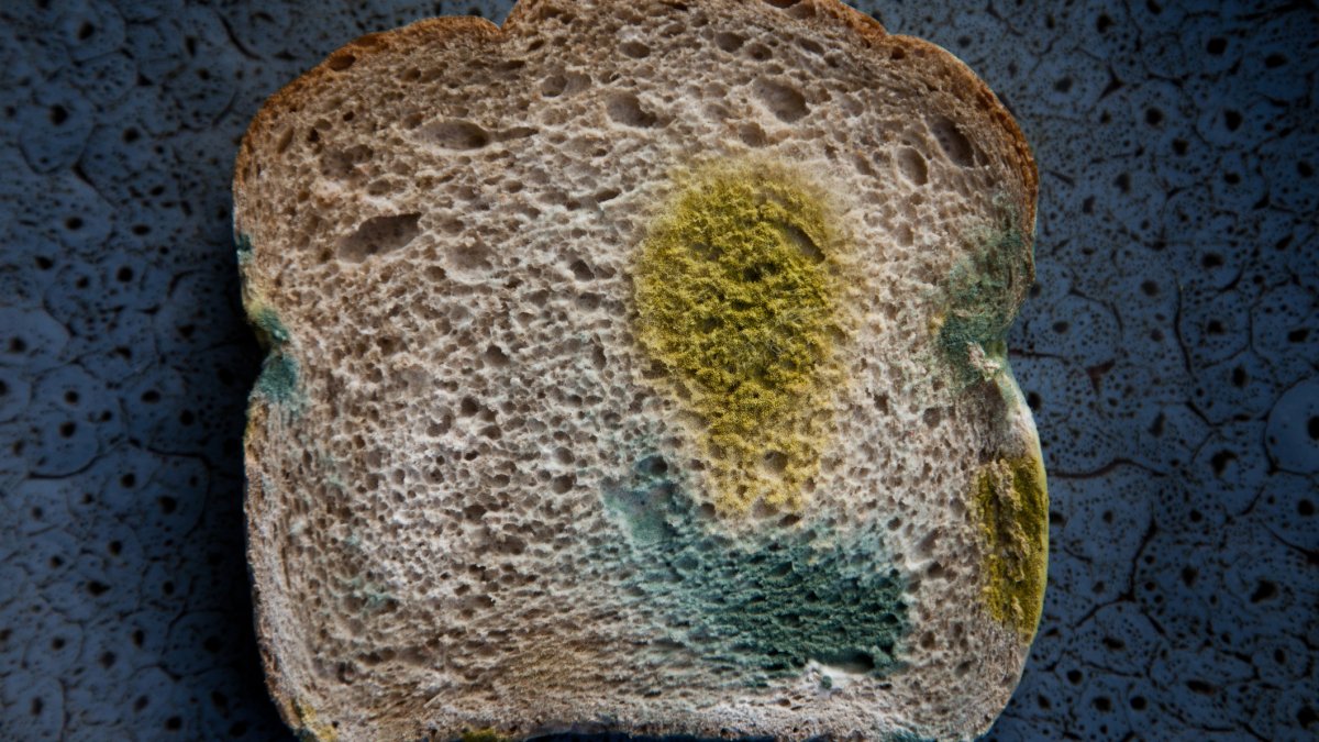 What happens if you eat mold? Food safety experts share which types to ...