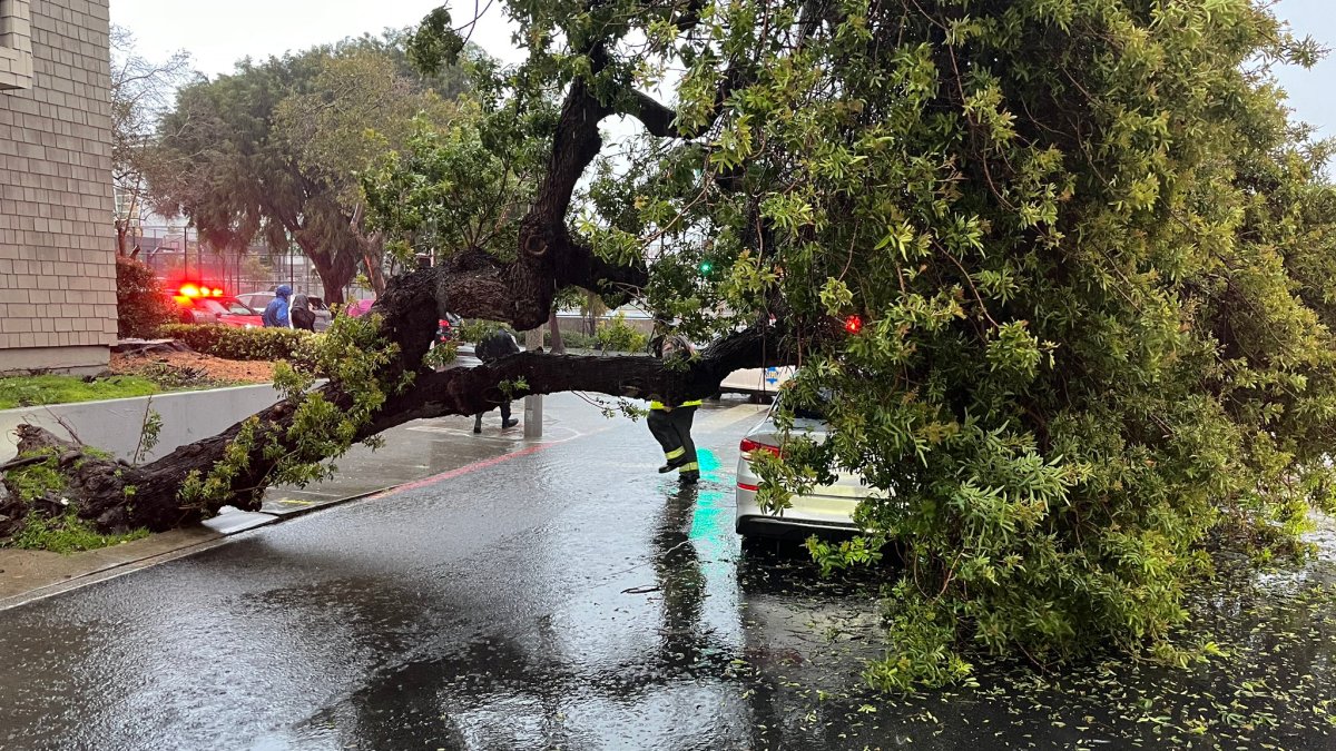 4 injured after large tree falls in San Francisco – NBC Bay Area