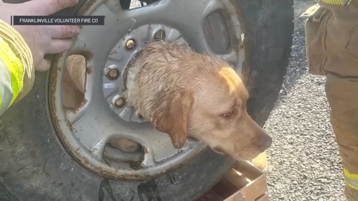 Dog rescued in South Jersey after getting head stuck in tire rim – NBC ...