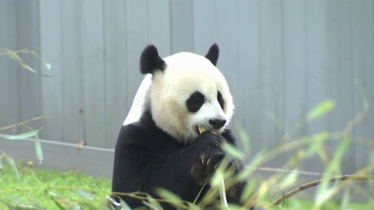Mayor London Breed announces San Francisco Zoo to receive giant pandas ...