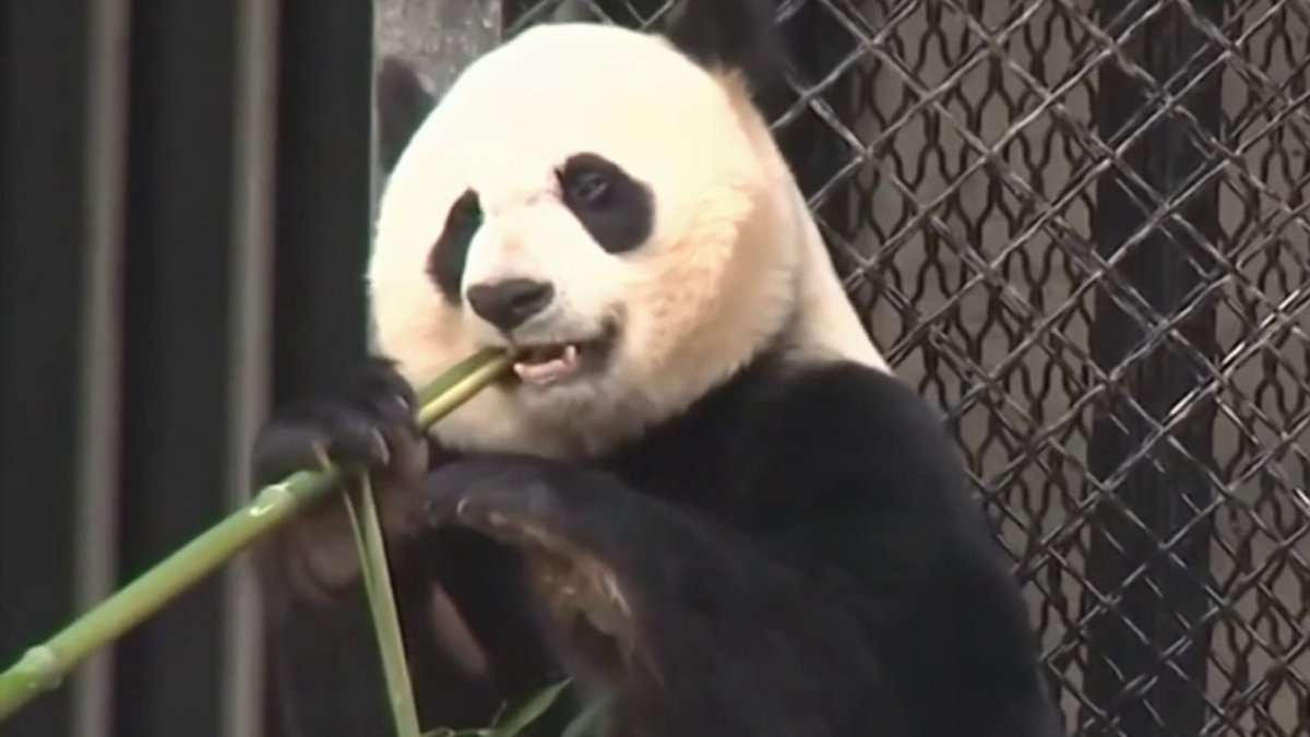 Giant pandas coming to San Francisco Zoo – NBC Bay Area