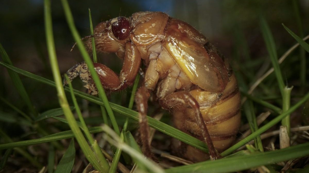 Cicada facts: Insect top of animal kingdom in urination flow rate – NBC ...