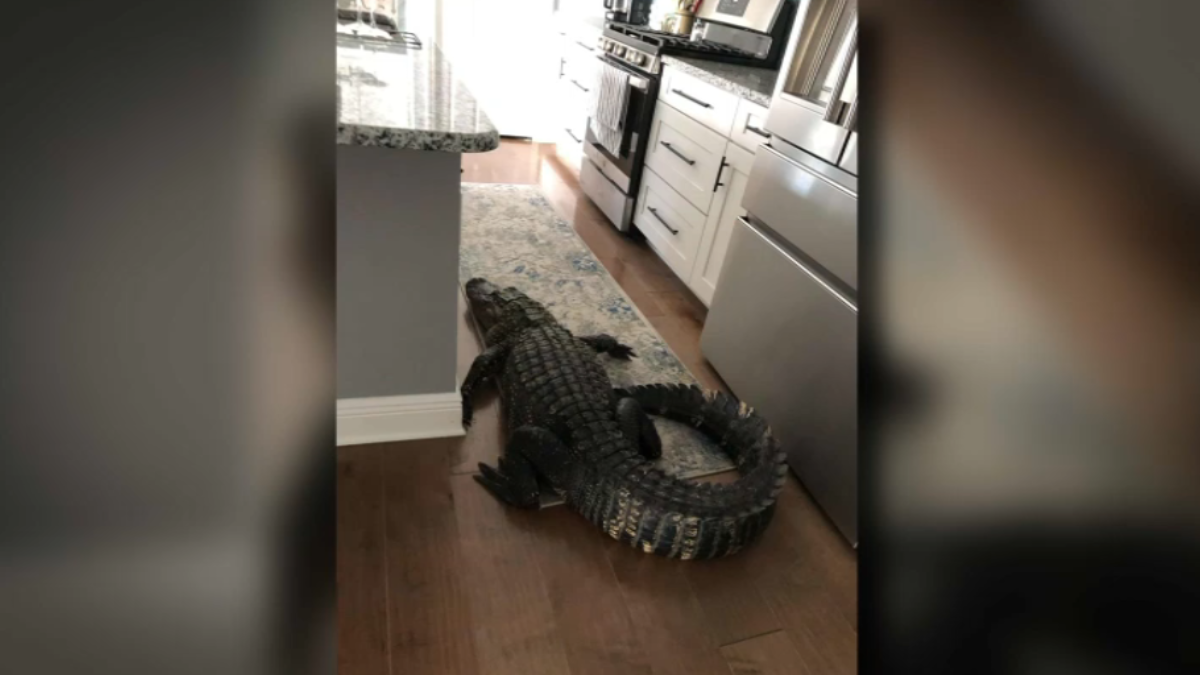 Giant gator breaks into Florida woman’s home, wanders into kitchen ...