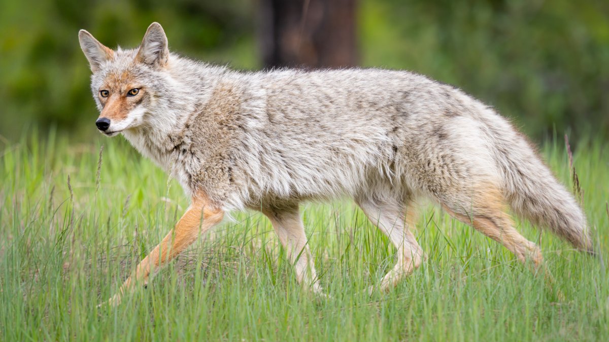 Uptick in coyote activity in Pleasanton – NBC Bay Area