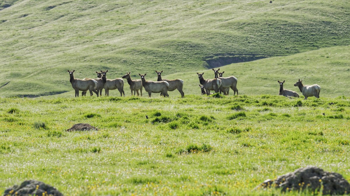 OpenRoad Episode 92: Watch here – NBC Bay Area