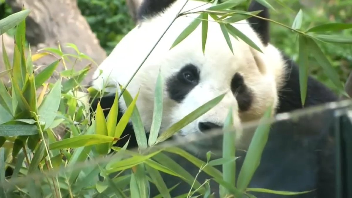 Mayor Breed’s $25M plan for SF to host giant pandas hits roadblock ...