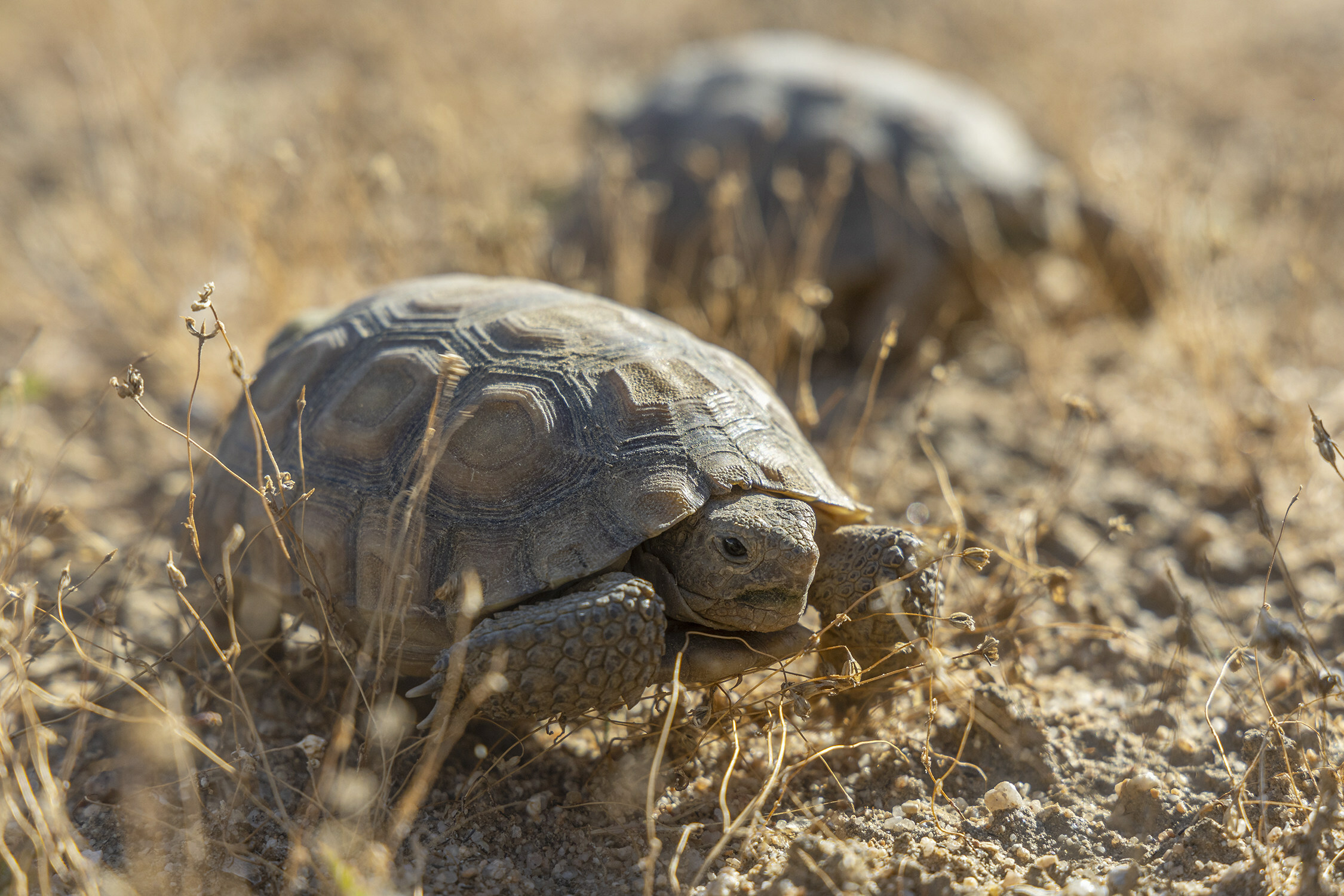 Happy Earth Day: Dozens of tiny endangered tortoises find fresh starts ...