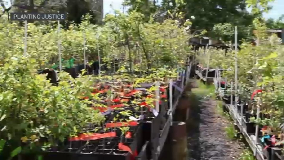 Planting Justice nursery launches new farming initiative – NBC Bay Area