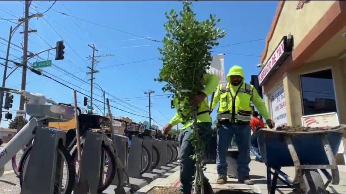San Jose plants 29 trees in Calle Willow neighborhood – NBC Bay Area