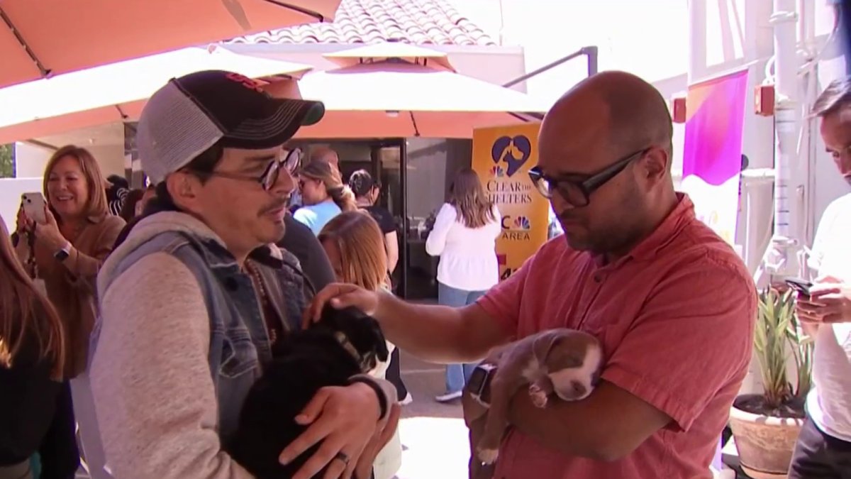 Humane Society Silicon Valley brings puppy therapy out to NBC Bay area ...