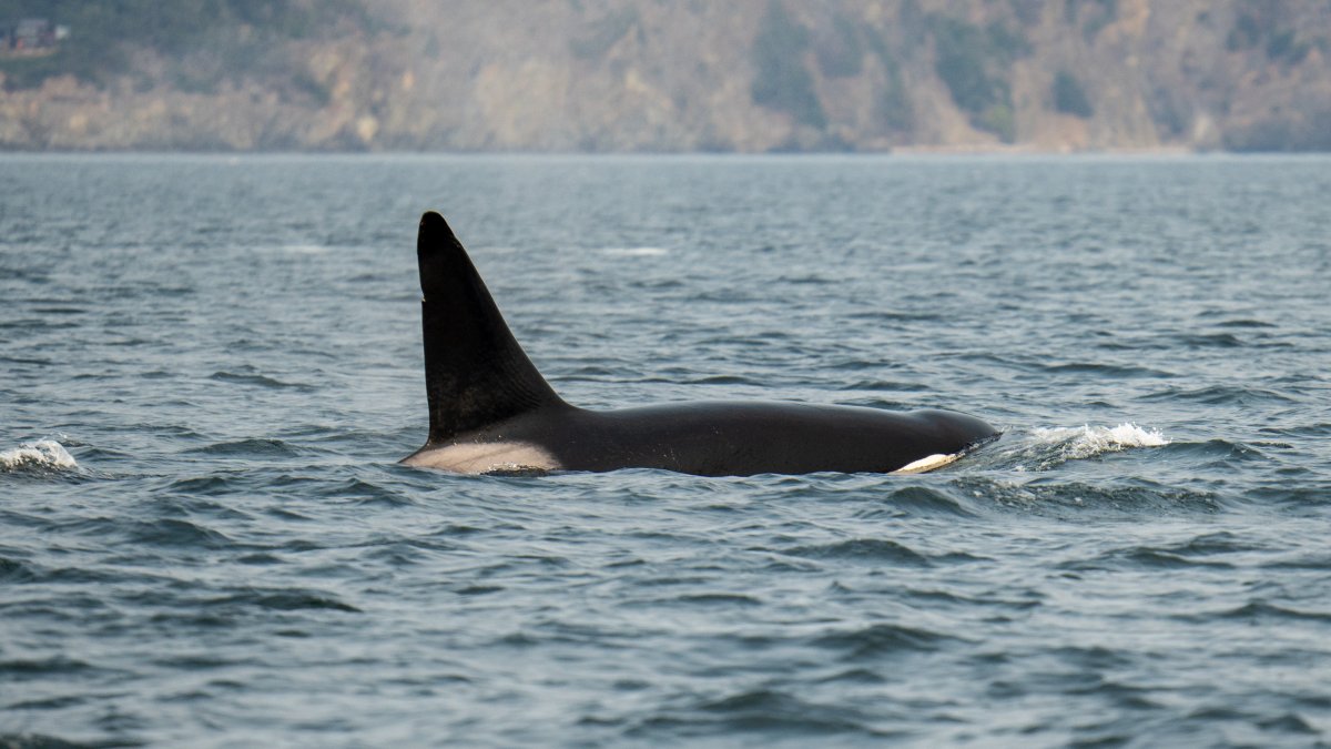 Man is fined after trying to ‘body slam’ killer whale – NBC Bay Area