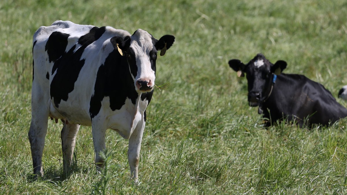 Farmers will now get paid to test their dairy cows for bird flu – NBC ...