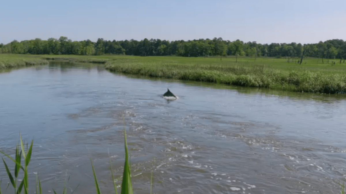 Dolphin becomes stuck in Cape May County creek in New Jersey – NBC Bay Area