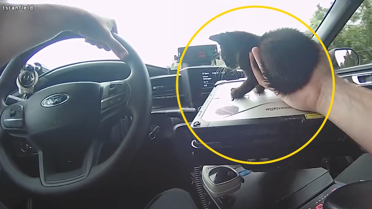 Officer rescues kitten from middle of busy highway in Florida – NBC Bay ...