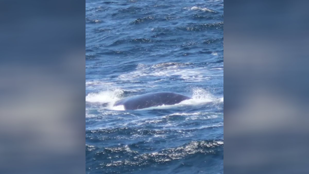 Rare whale spotted off Marin County coast – NBC Bay Area