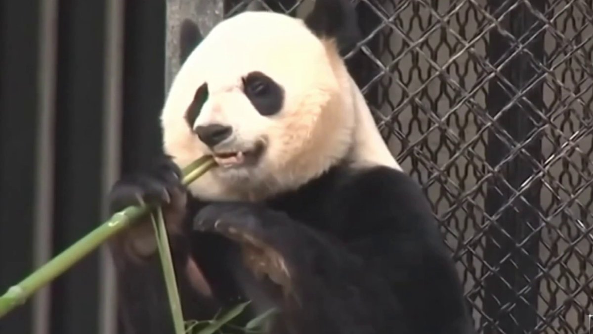 Board of Supervisors approved plan to bring pandas to SF Zoo – NBC Bay Area