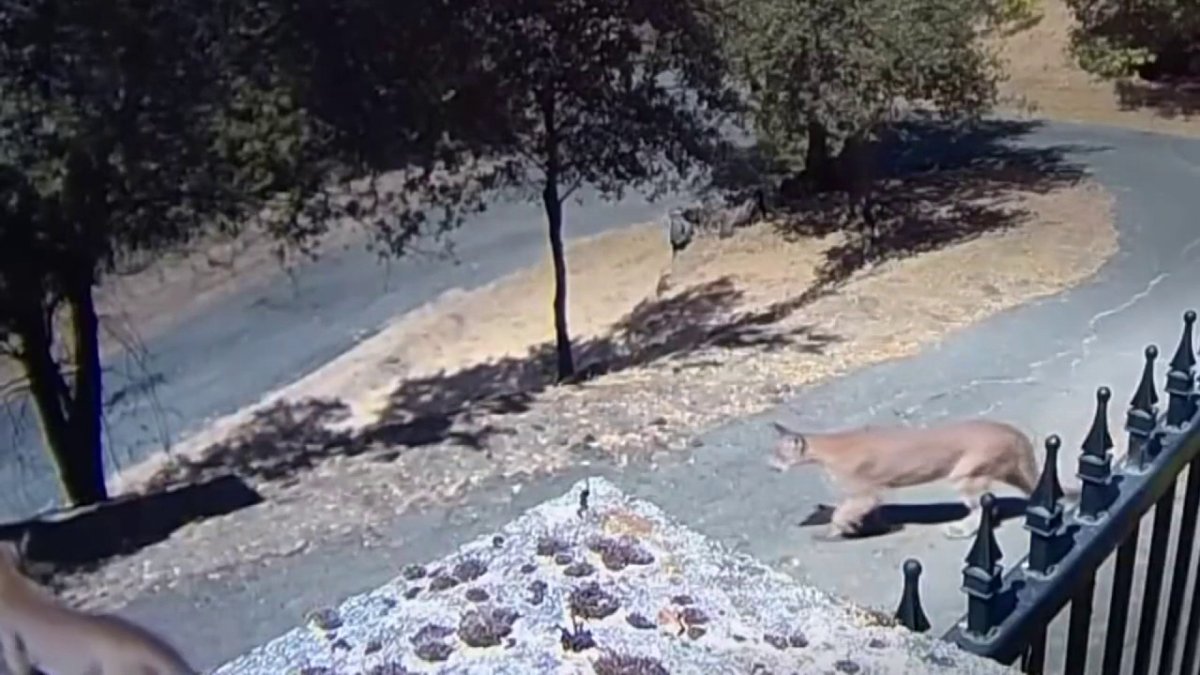 Mountain lion sightings in Napa County – NBC Bay Area