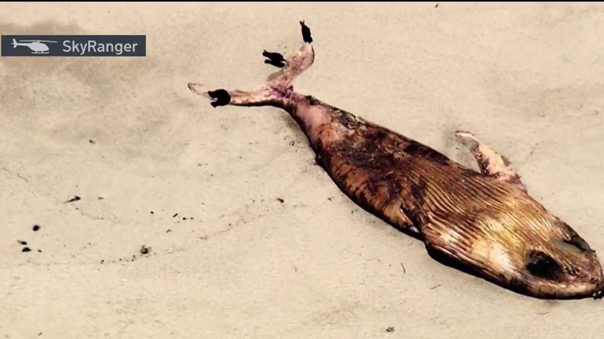 Dead whale washes ashore in Half Moon Bay – NBC Bay Area