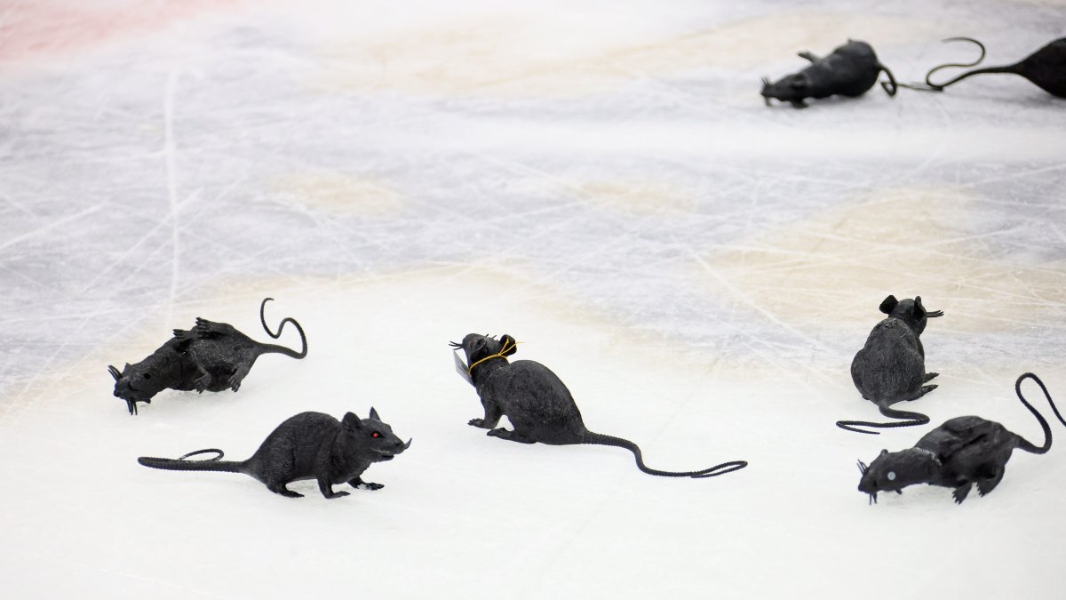 Stanley Cup Final Why Florida Panthers Fans Throw Rats Onto Ice Nbc Bay Area
